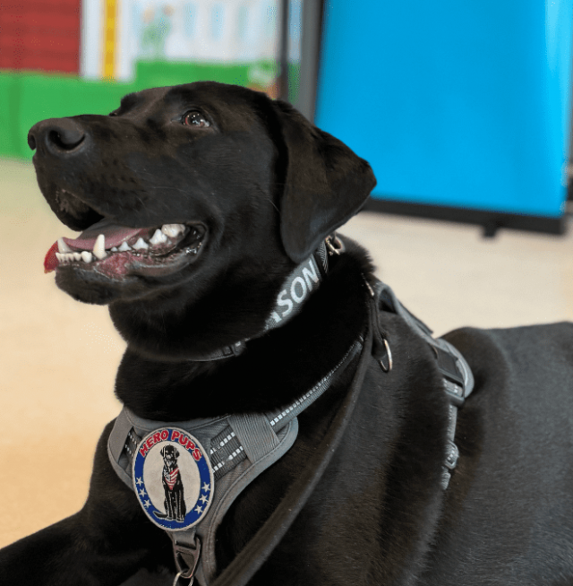 Celebrating One Year of Mason the Comfort Dog - AT&T Connects